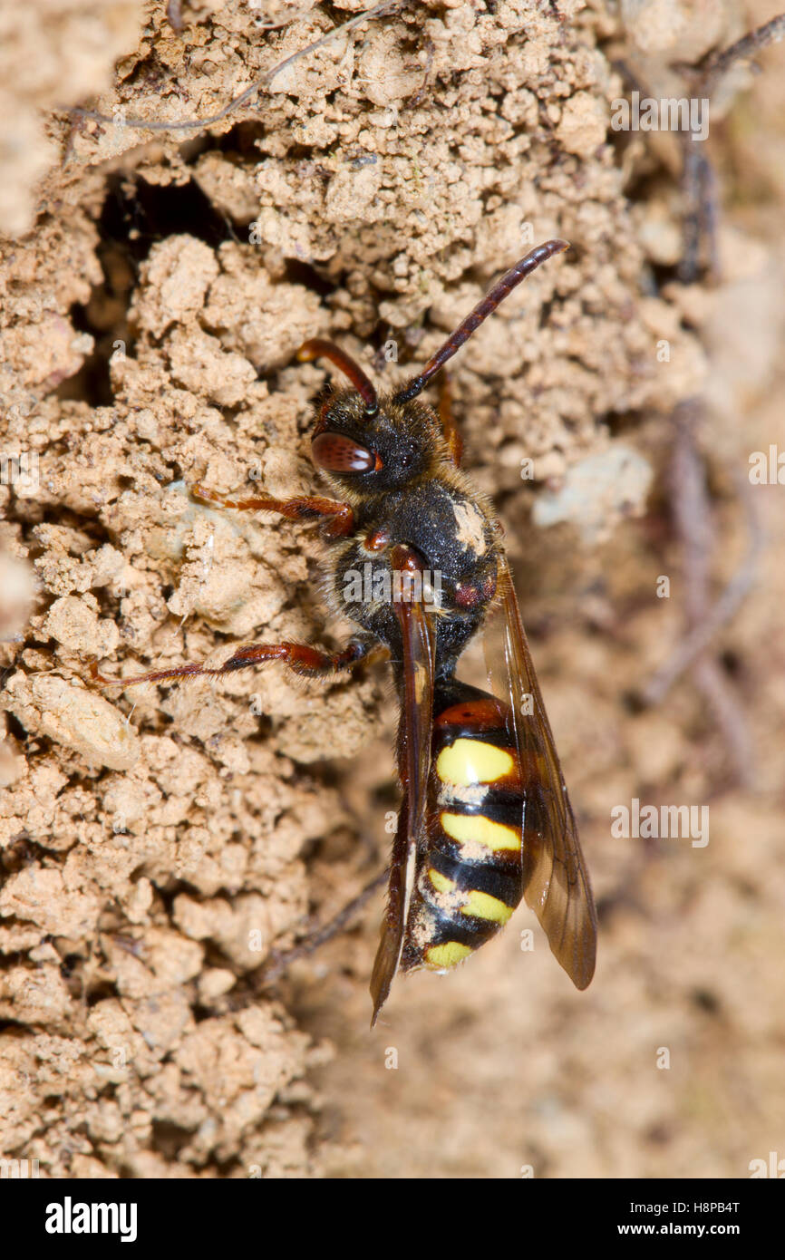 Early Nomad Bee (Nomada leucophthalma) adult female. Powys, Wales ...
