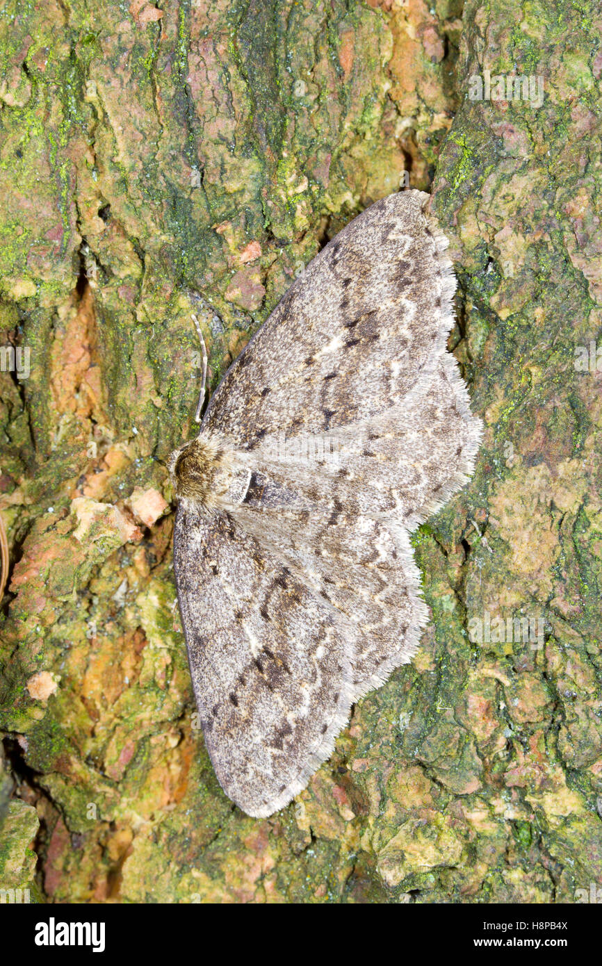 The Engrailed (Ectropis crepuscularia) adult moth resting on tree bark ...