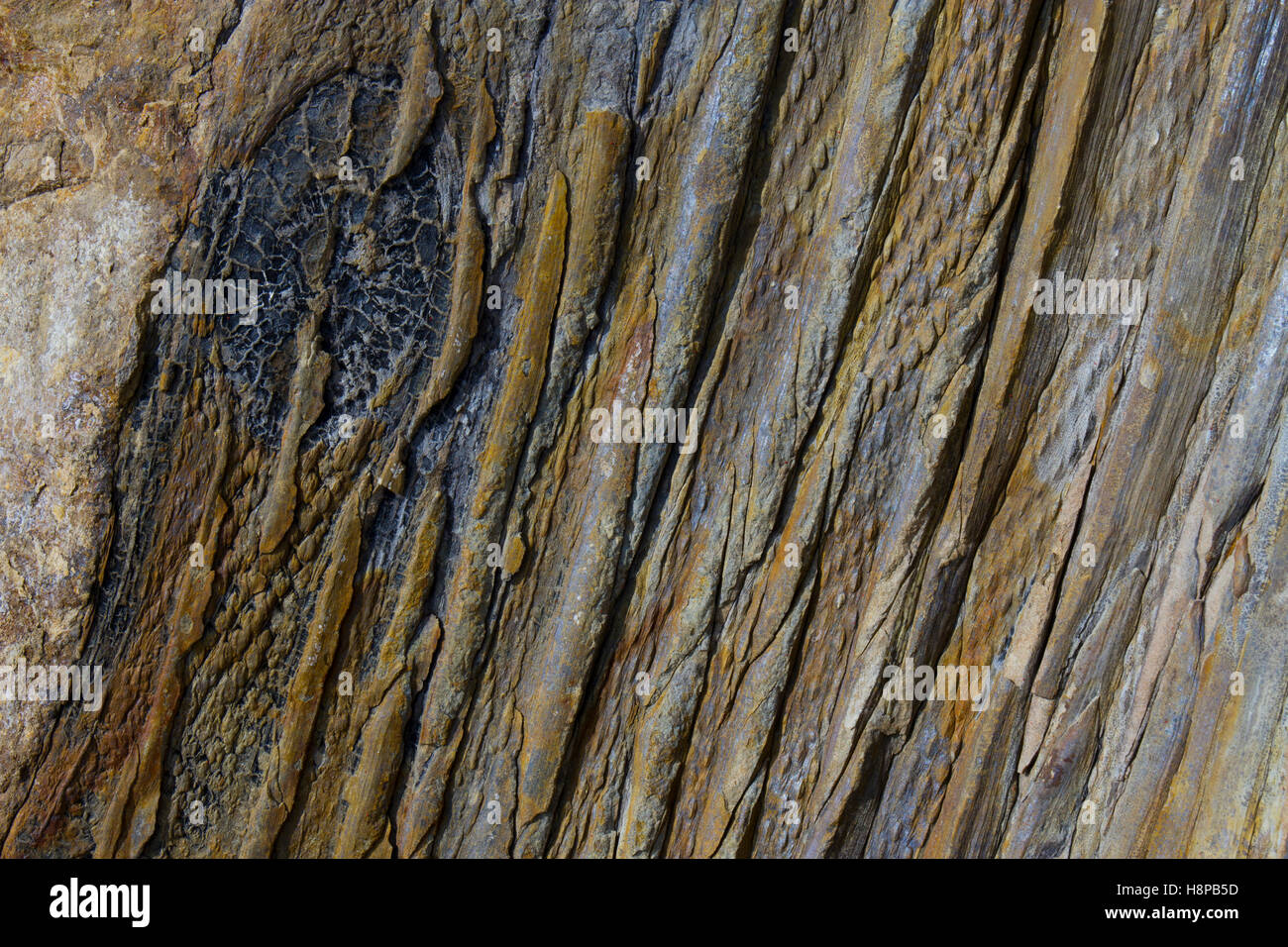 Fossil Calamites (Giant horsetail) internal cast of stem showing branch ...