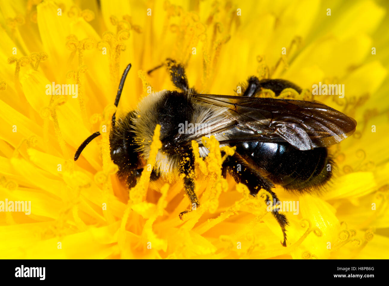 Ashy Mining-bee (Andrena cineraria) adult female feeding in a Dandelion ...