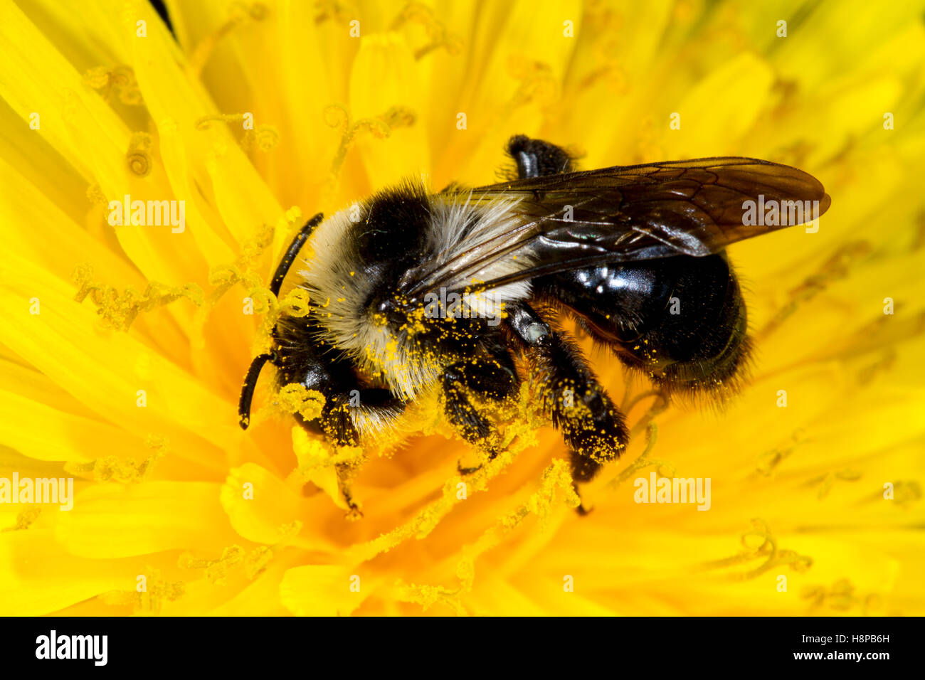 Ashy Mining-bee (Andrena cineraria) adult female feeding in a Dandelion ...