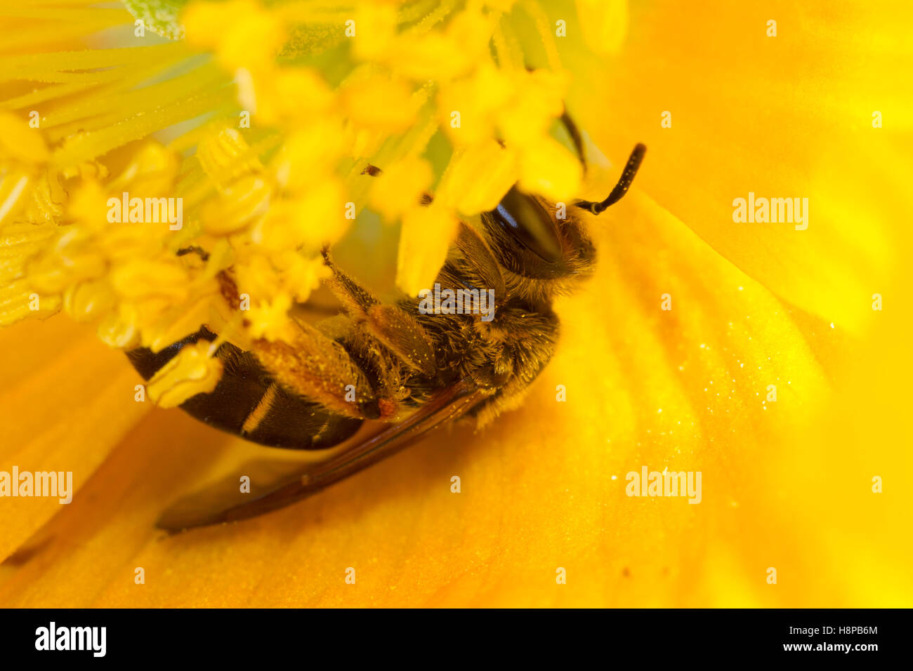 Mining bee uk hi-res stock photography and images - Alamy