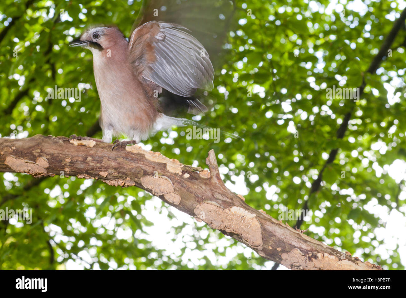 Jay bird uk hi-res stock photography and images - Alamy