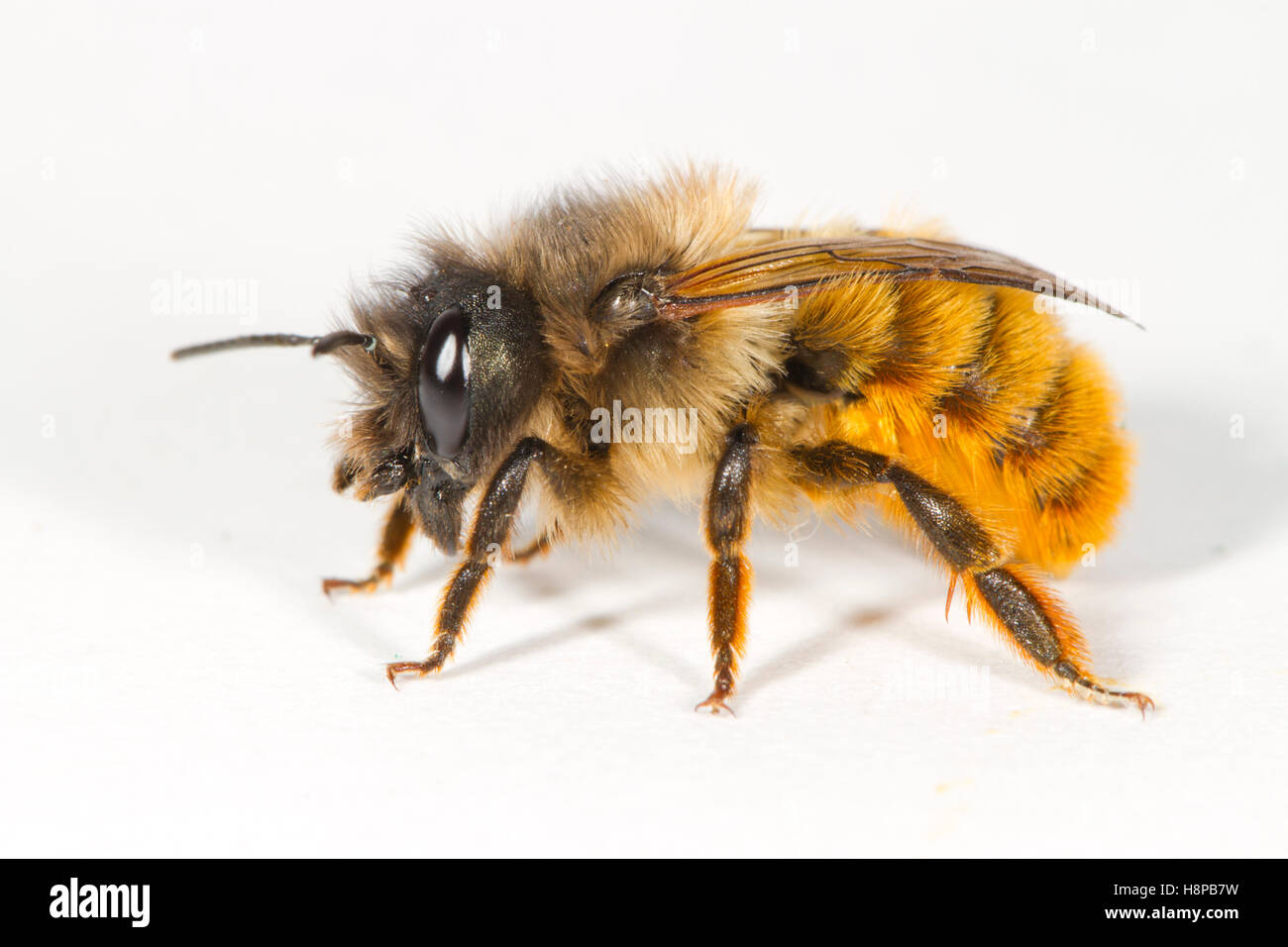 Mason bee hi-res stock photography and images - Alamy