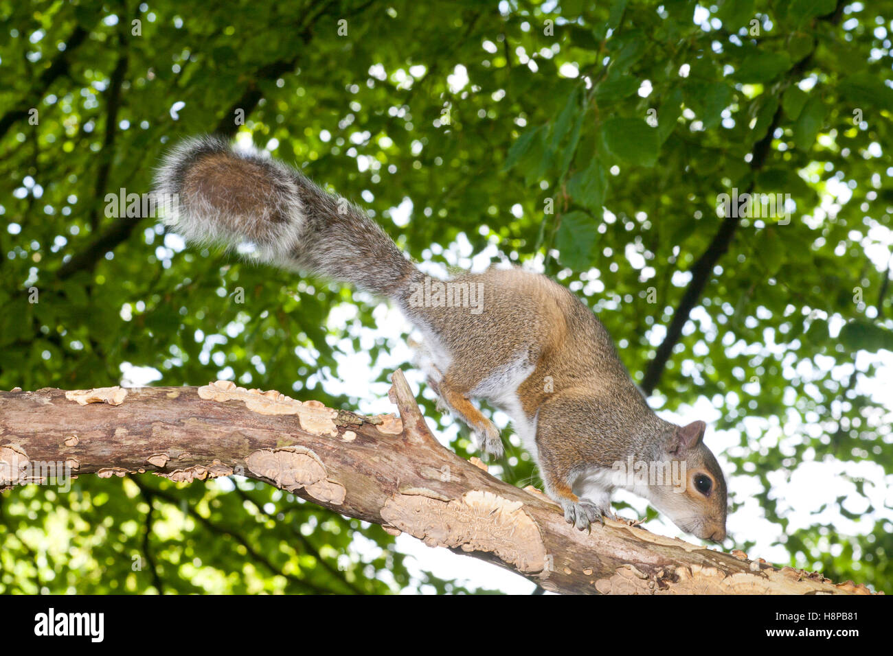Western gray squirrels hi-res stock photography and images - Alamy