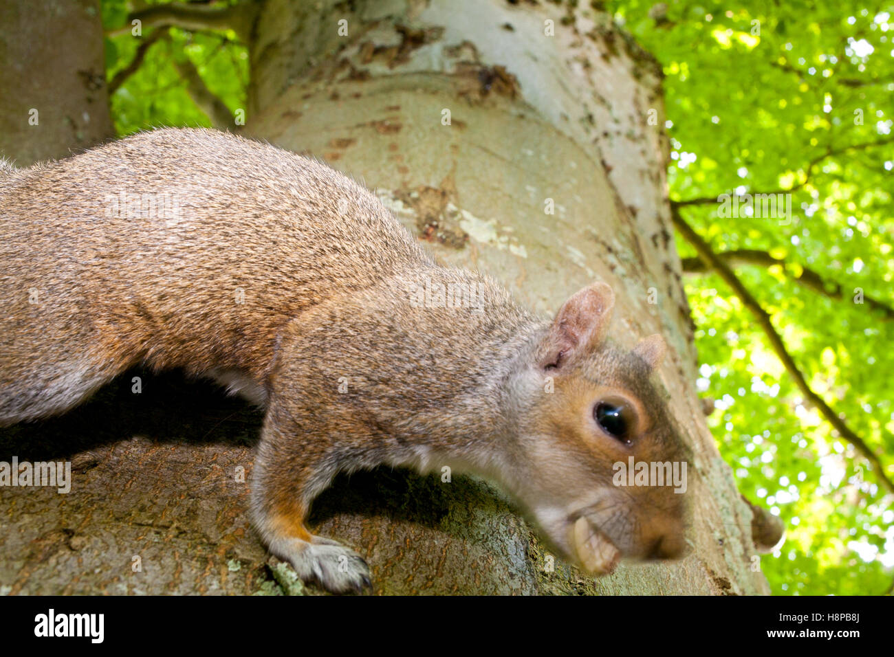 Pest squirrel hi-res stock photography and images - Alamy