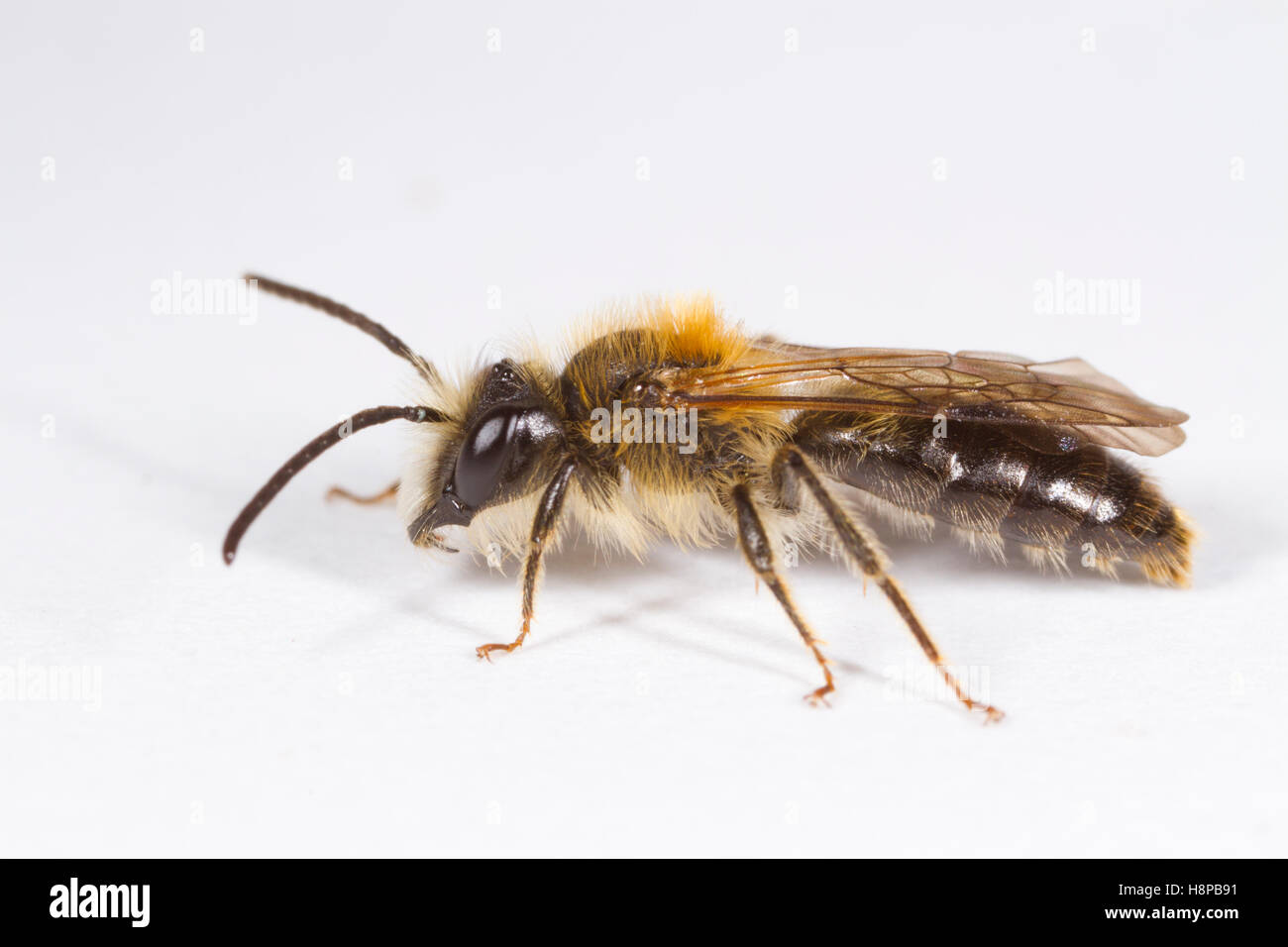 Bilberry Mining-bee (Andrena lapponica) adult male on a white ...