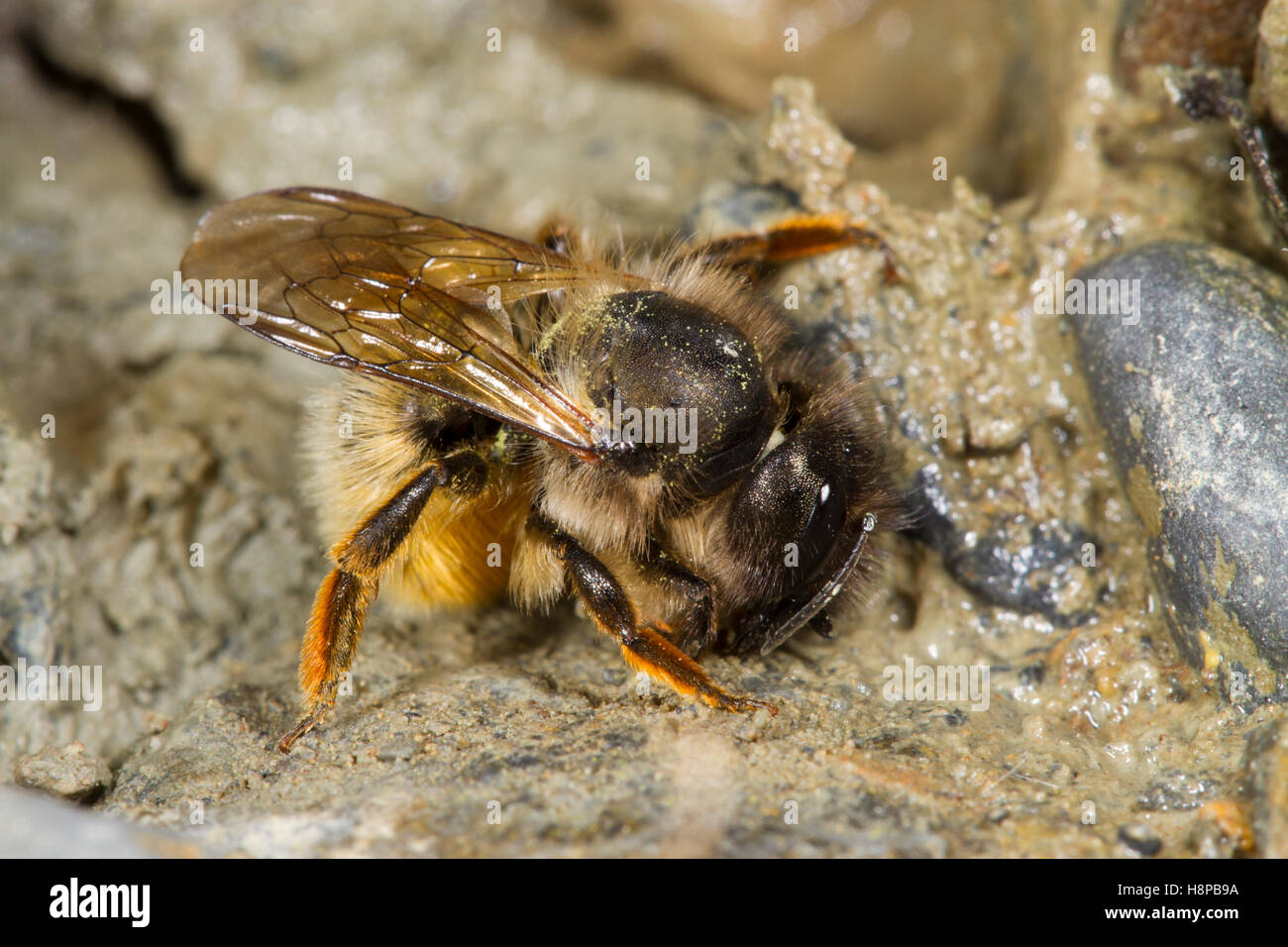 Red Mason bees (Osmia bicornis) adult female collecting wet mud for ...