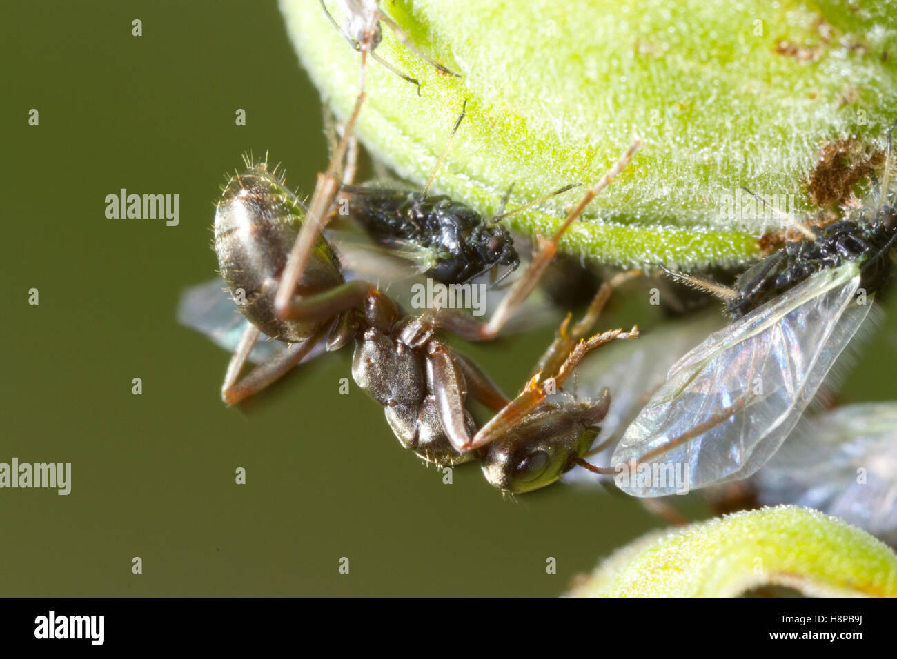 Ant Formica lemani adult workers tending aphids. Powys, Wales. June ...