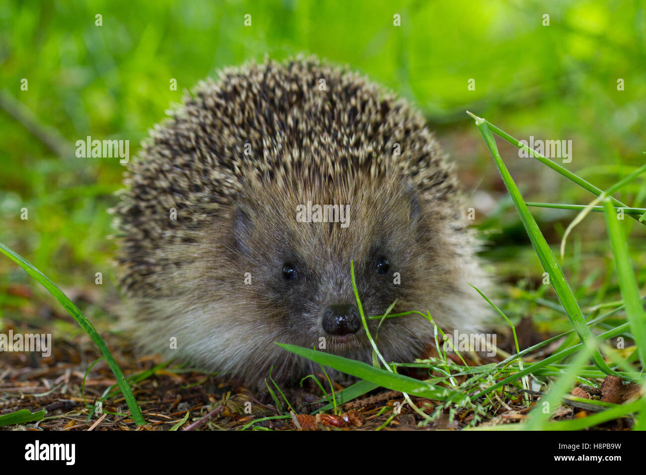 European Hedgehog (Erinaceus europaeus) wild adult,. Powys, Wales. June ...