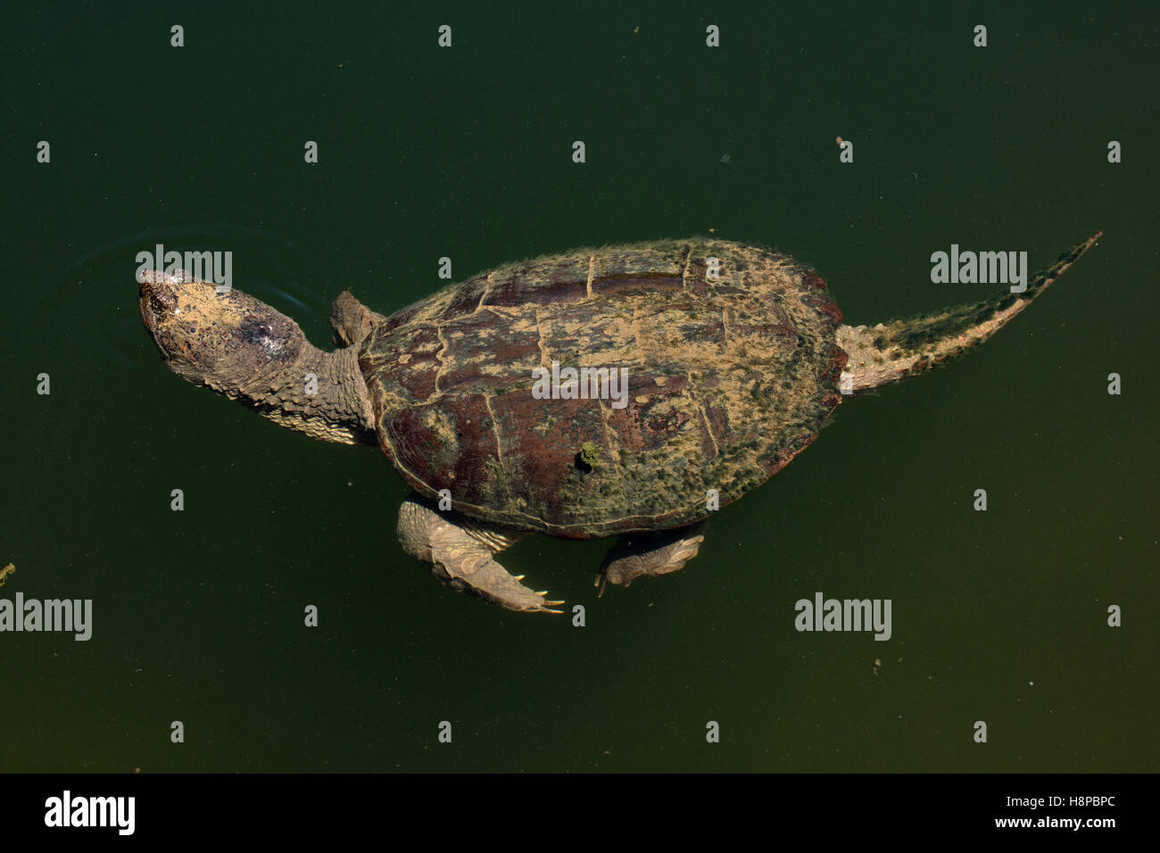 Snapping turtle eating fish hi-res stock photography and images - Alamy