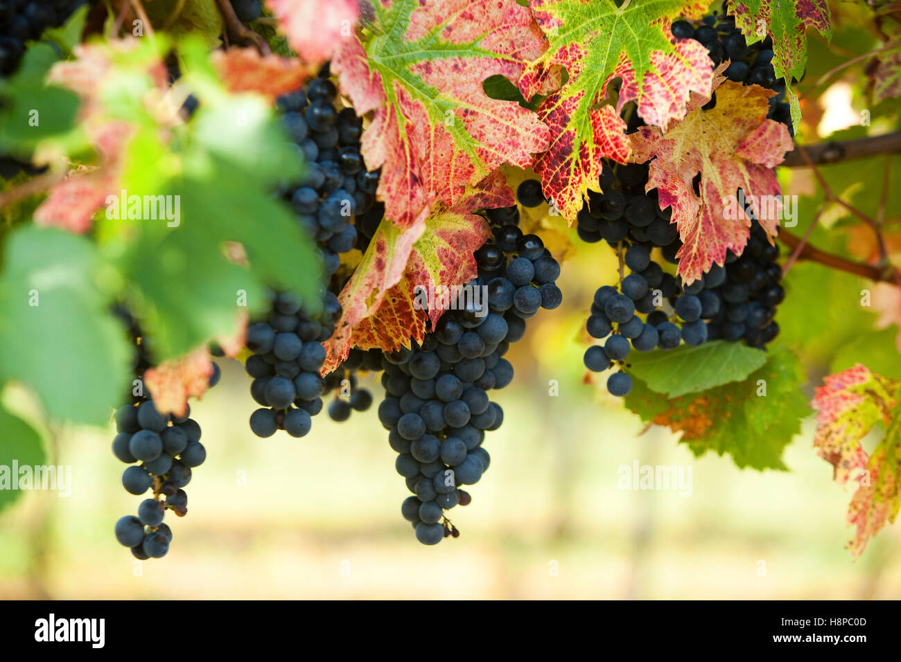 Bunches of black grapes Stock Photo - Alamy
