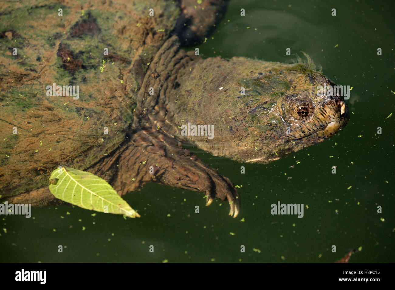 Snapping Turtle Eating Fish High Resolution Stock Photography and ...