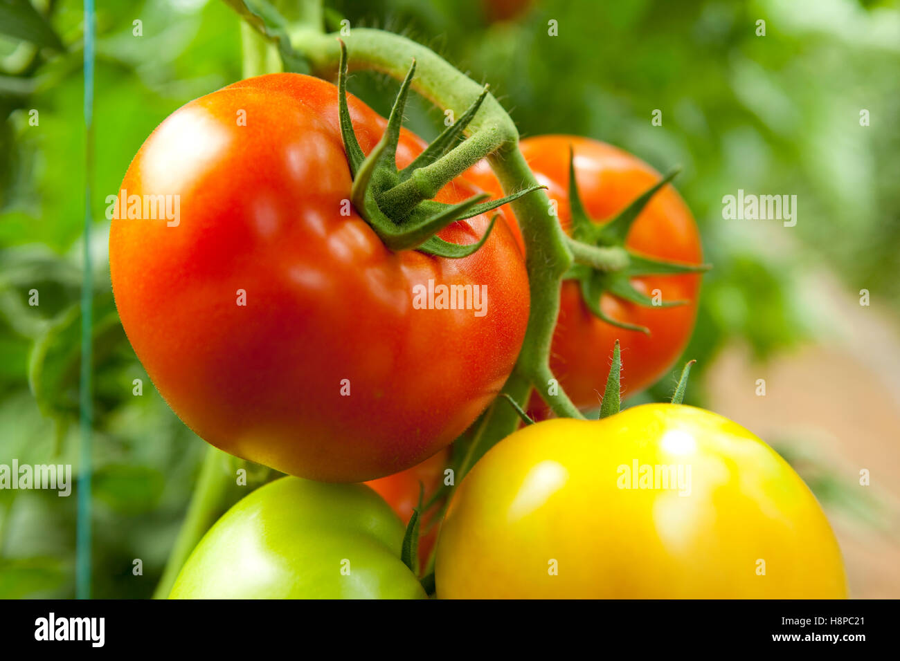 Tomato cultivation in a greenhouse Stock Photo - Alamy