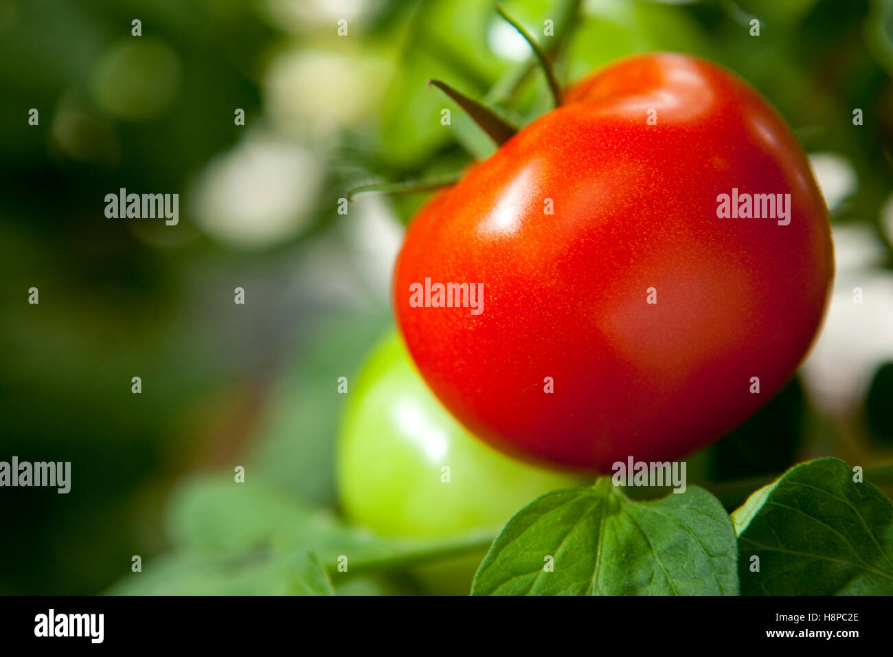 Tomato cultivation in a greenhouse Stock Photo - Alamy
