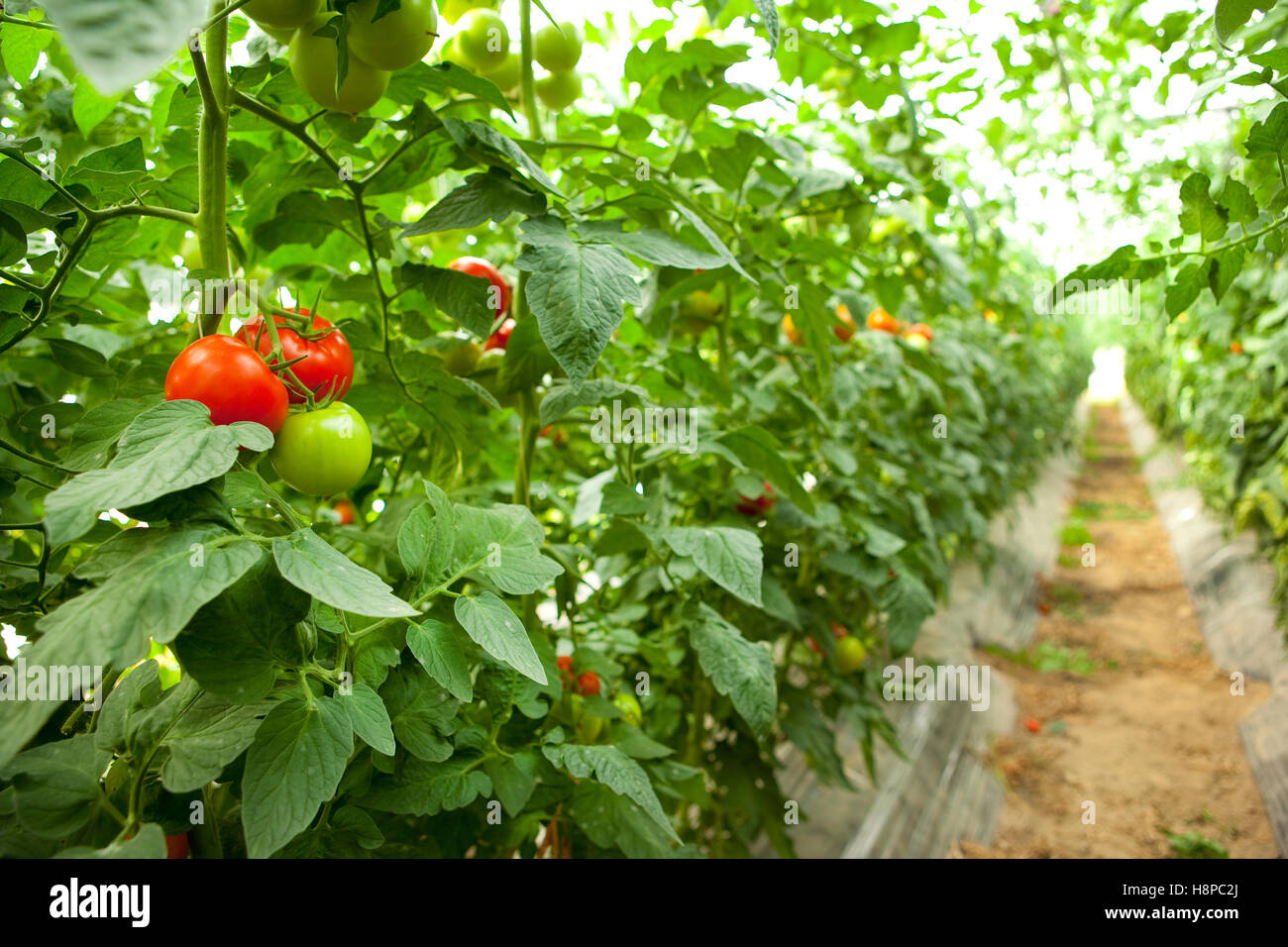 Tomato cultivation in a greenhouse Stock Photo - Alamy