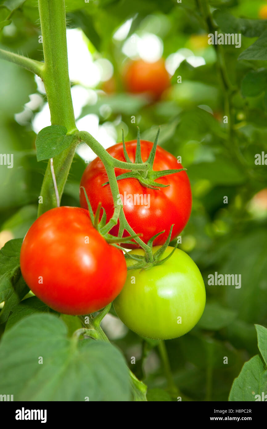 Tomato cultivation in a greenhouse Stock Photo - Alamy