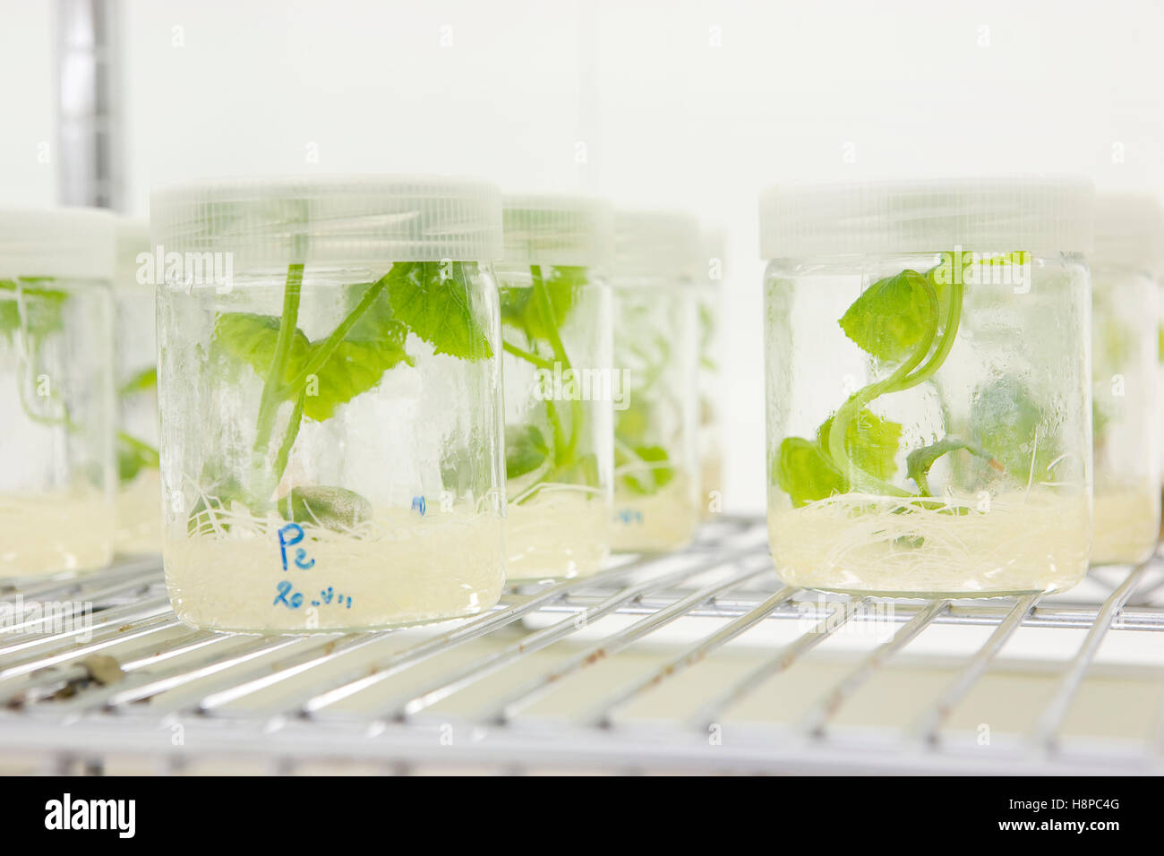 Syngenta Seeds laboratory in Sarrians (south-eastern France Stock Photo ...
