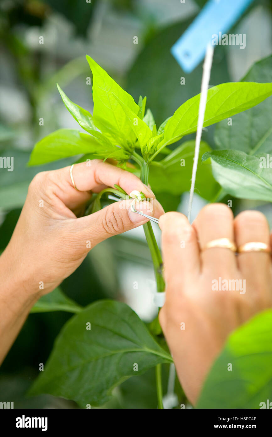 Syngenta Seeds High Resolution Stock Photography and Images - Alamy