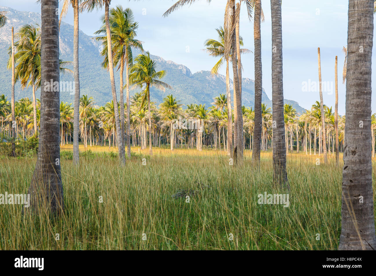 Coconut tree in garden Stock Photo - Alamy