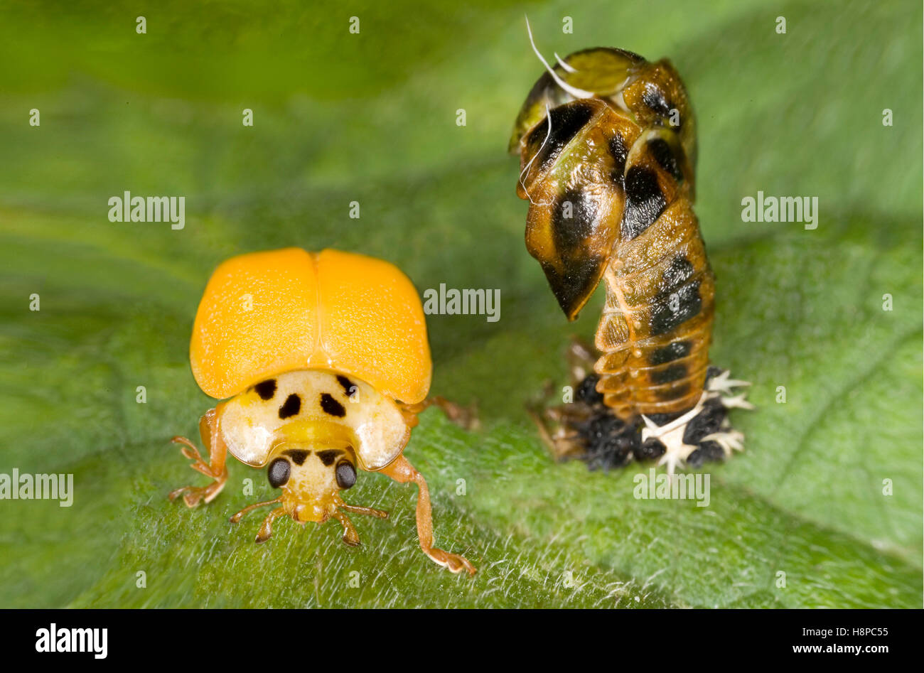 Ladybug larva molt hi-res stock photography and images - Alamy
