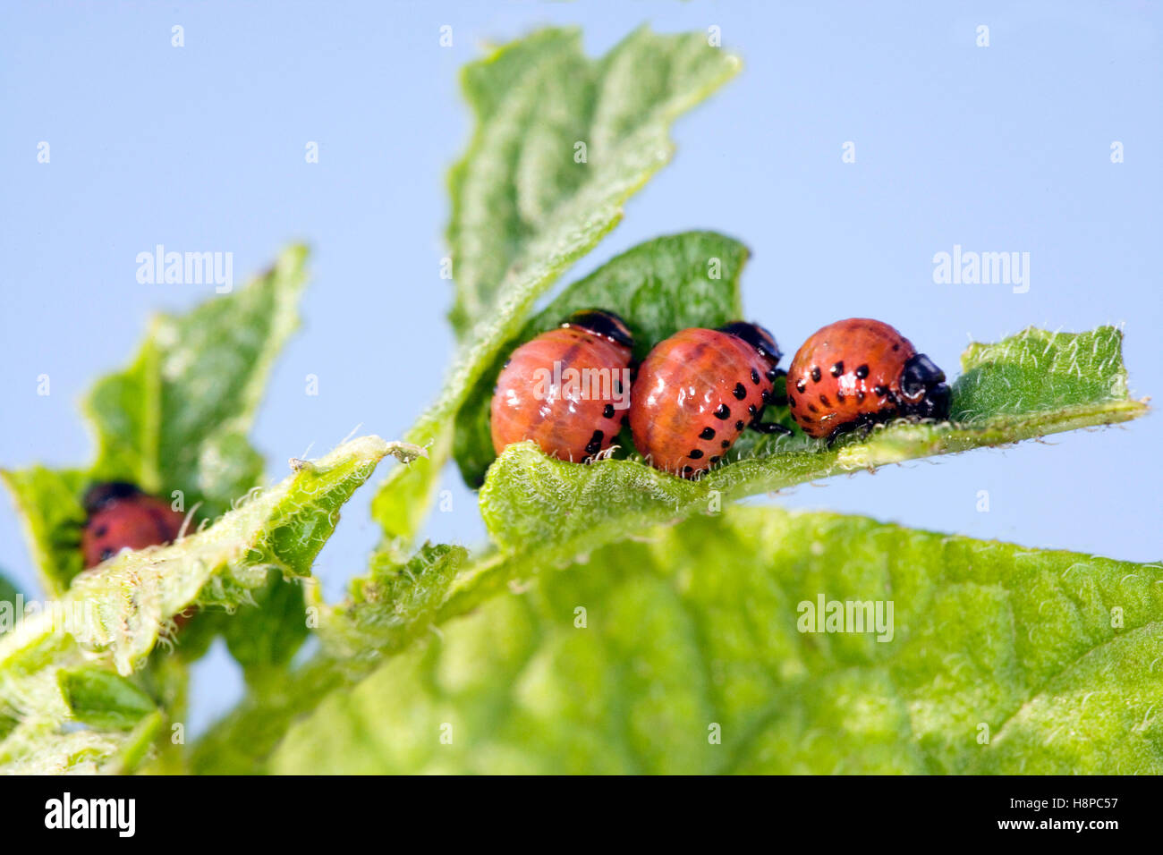 Colorado potato beetle larvas hi-res stock photography and images - Alamy