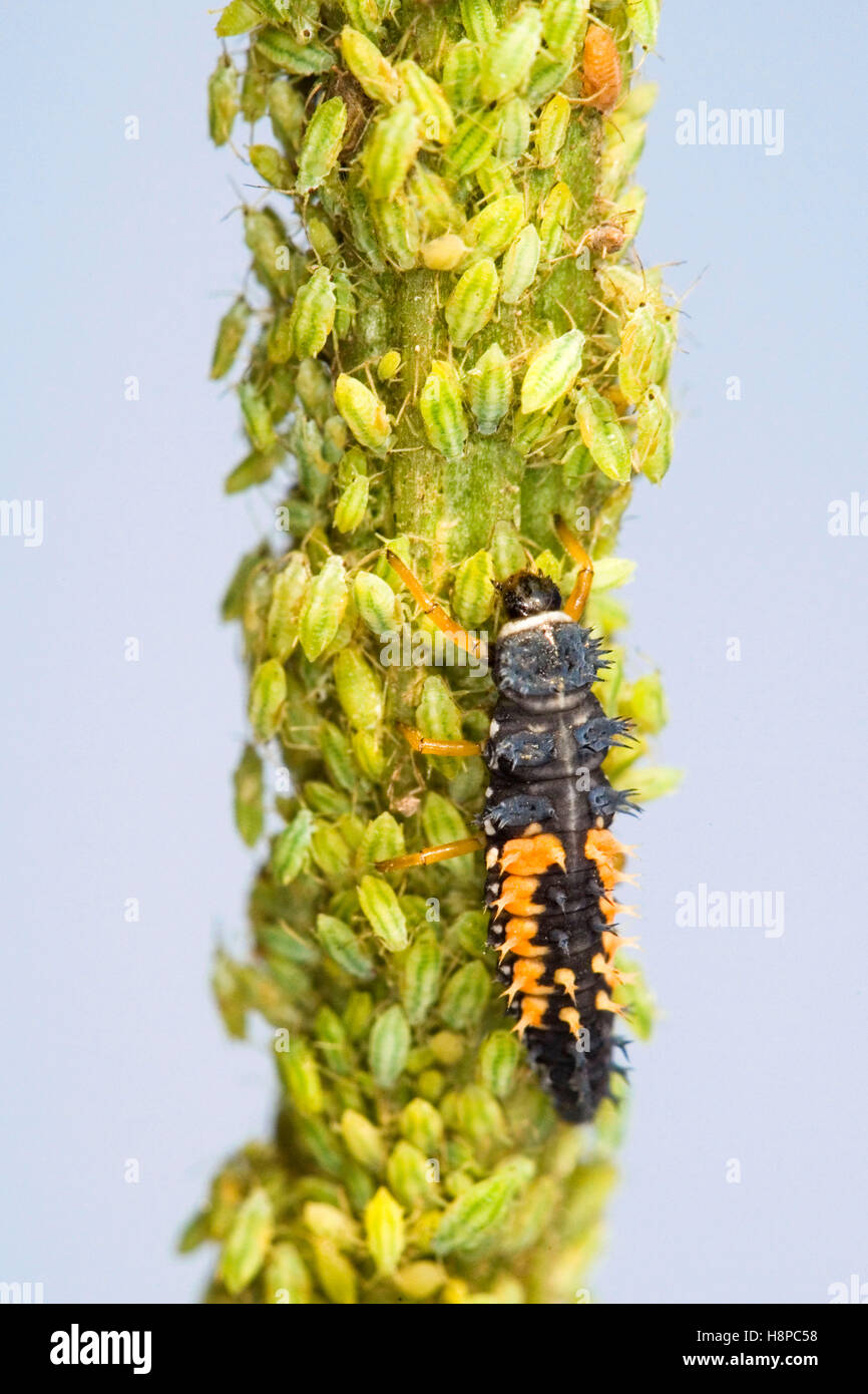 Insects aphids aphid beetle hi-res stock photography and images - Alamy