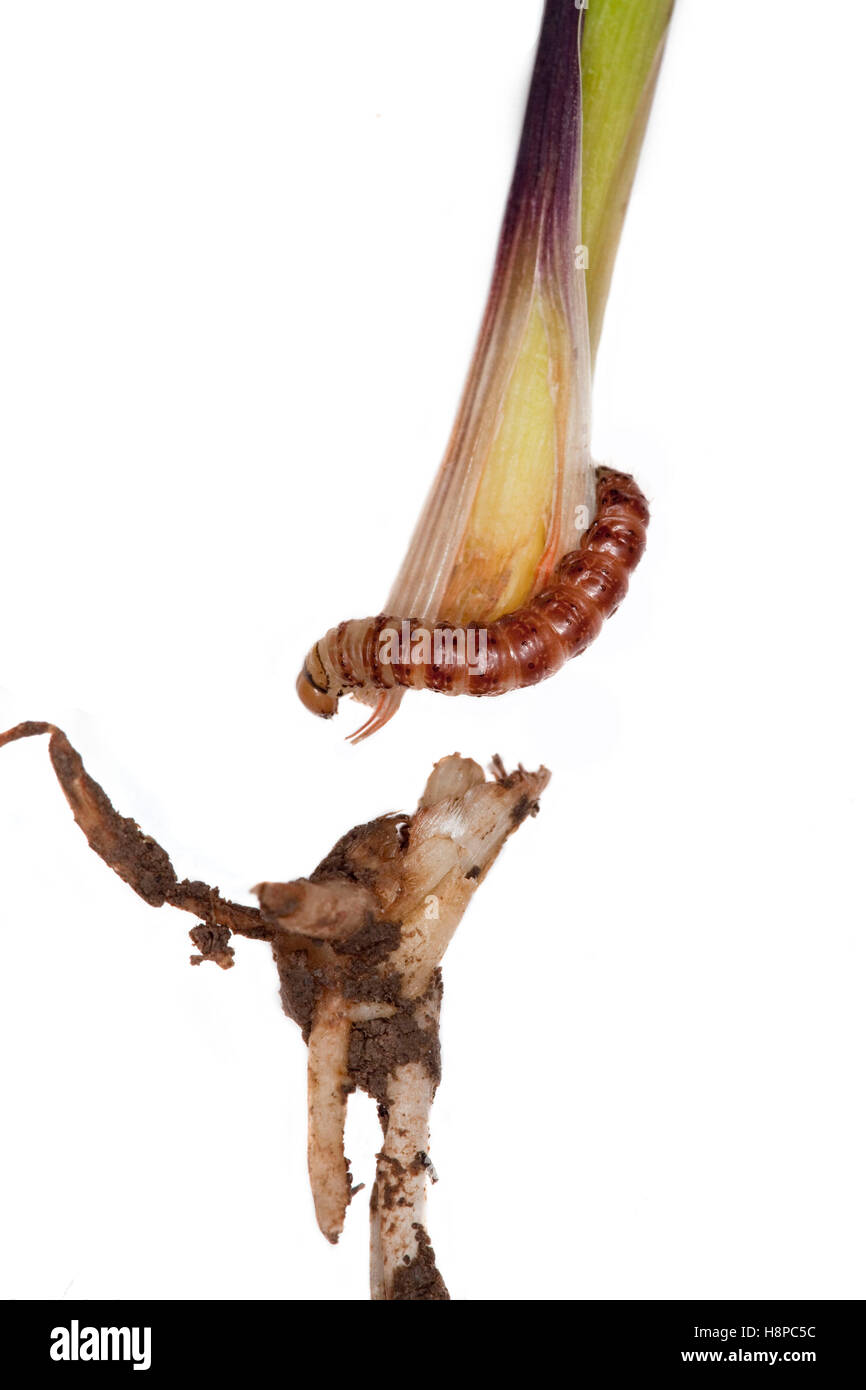 Corn earworm hi-res stock photography and images - Alamy