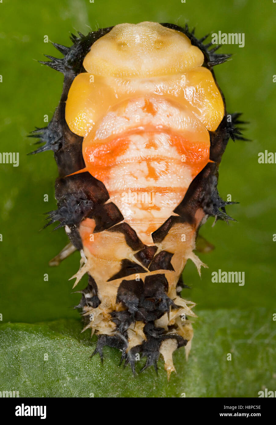 Ladybug nymph hi-res stock photography and images - Alamy