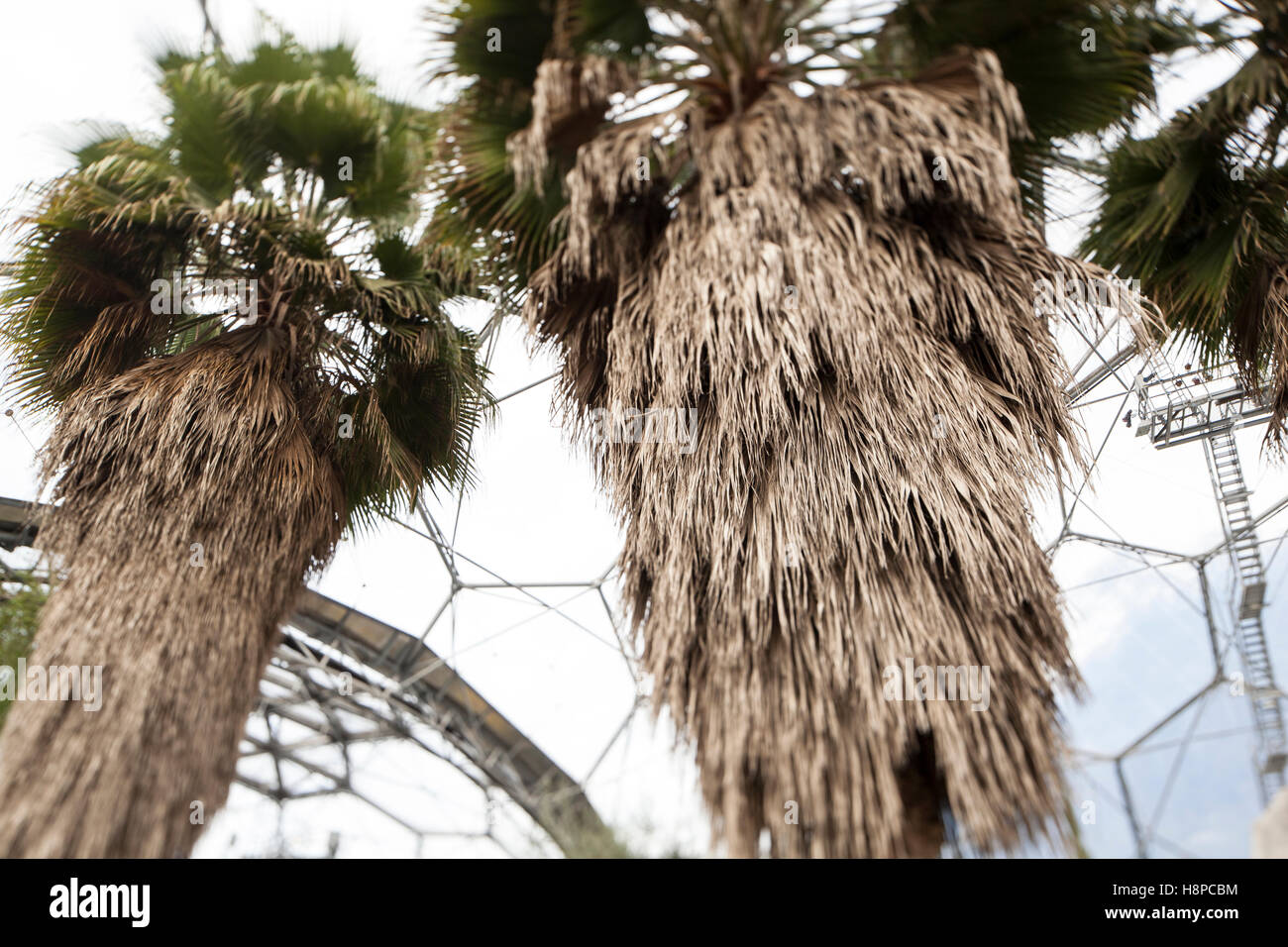 The Eden Project, Med Biome Stock Photo - Alamy