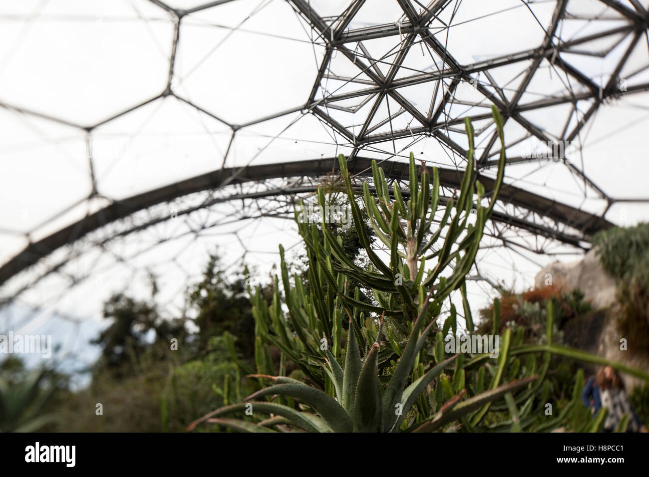 The Eden Project, Med Biome Stock Photo - Alamy