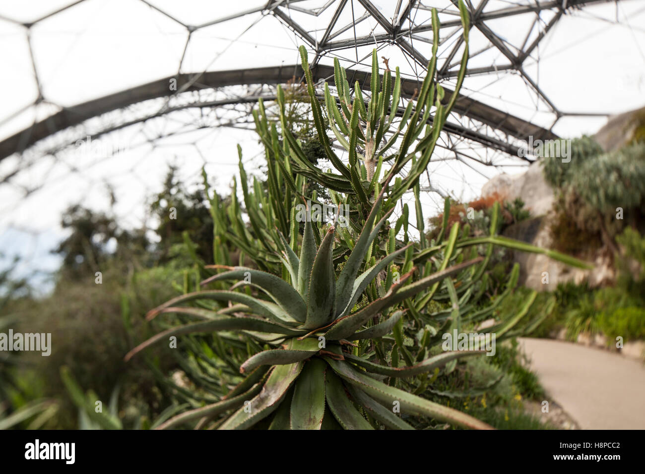 The Eden Project, Med Biome Stock Photo - Alamy
