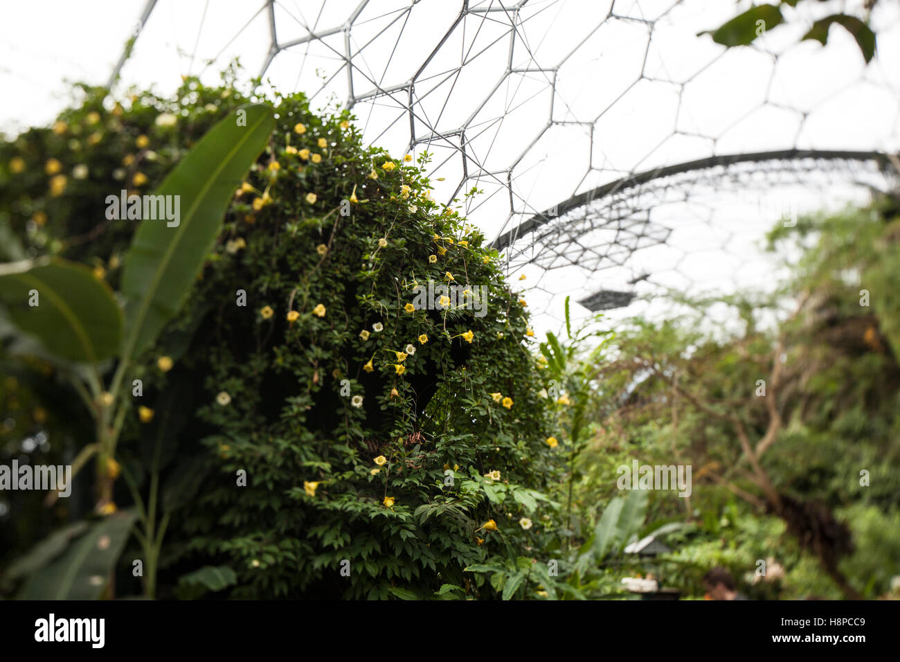 The Eden Project, Rainforest Biome Stock Photo - Alamy