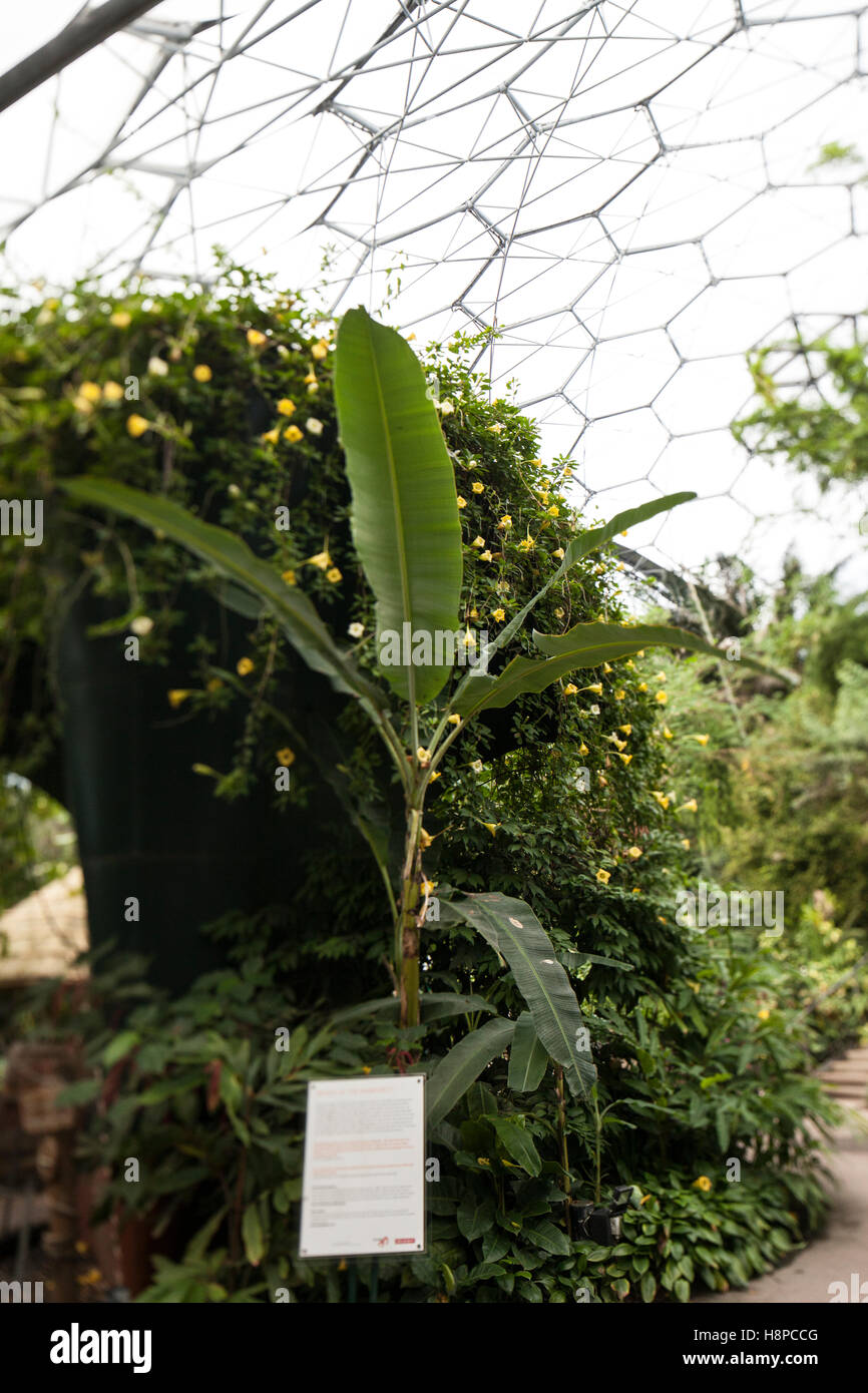 The Eden Project, Rainforest Biome Stock Photo - Alamy