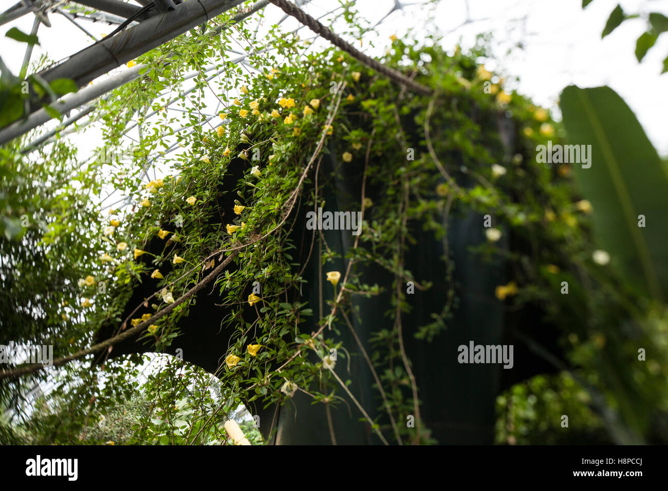 The Eden Project, Rainforest Biome Stock Photo - Alamy