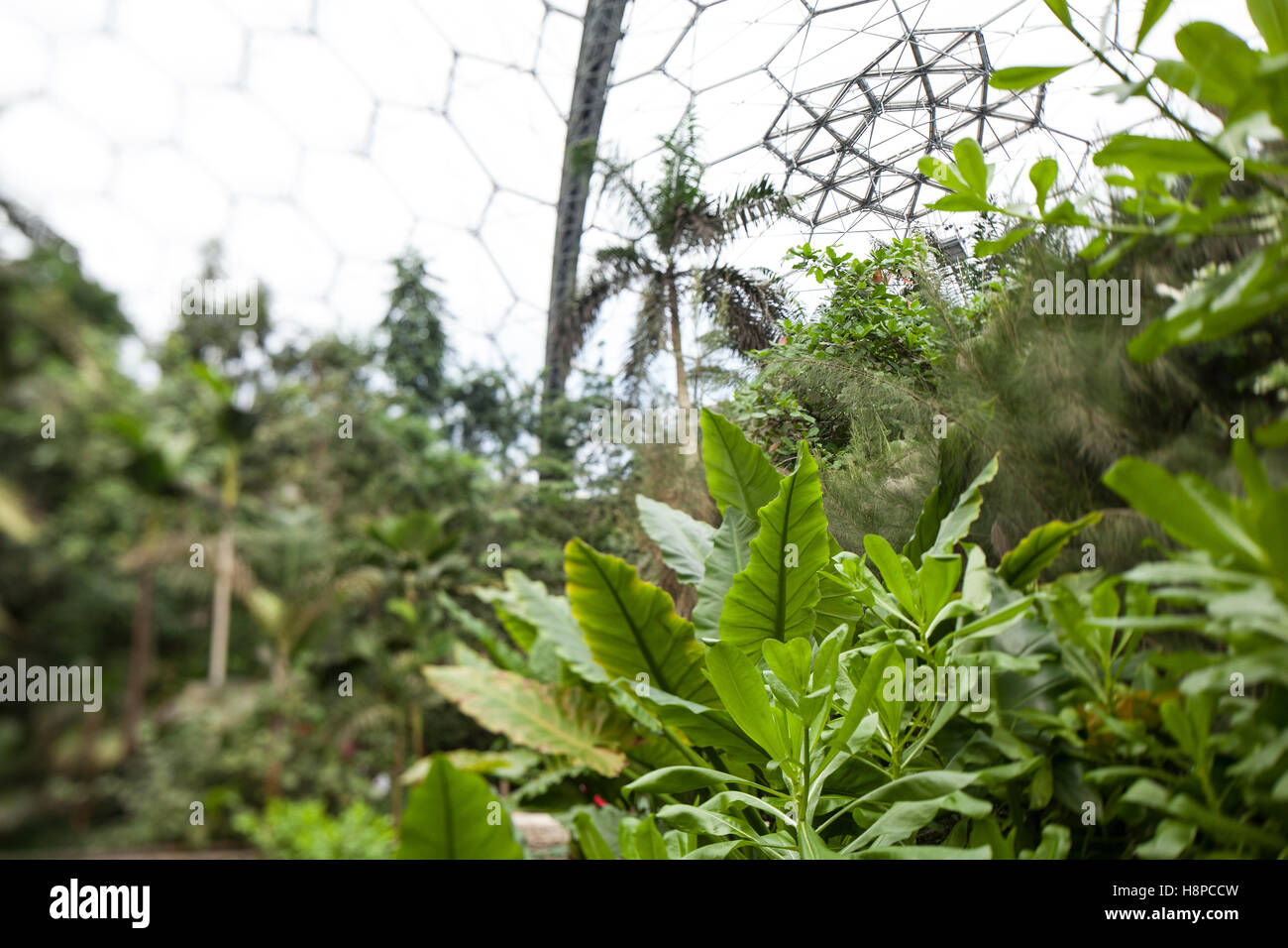The Eden Project, Rainforest Biome Stock Photo - Alamy