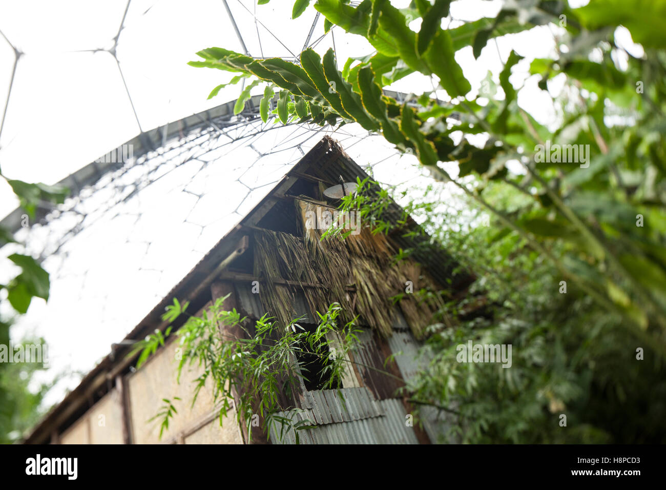 The Eden Project, Rainforest Biome Stock Photo - Alamy