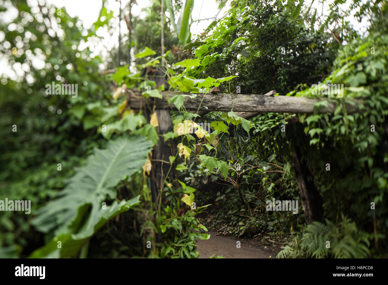 The Eden Project, Rainforest Biome Stock Photo - Alamy