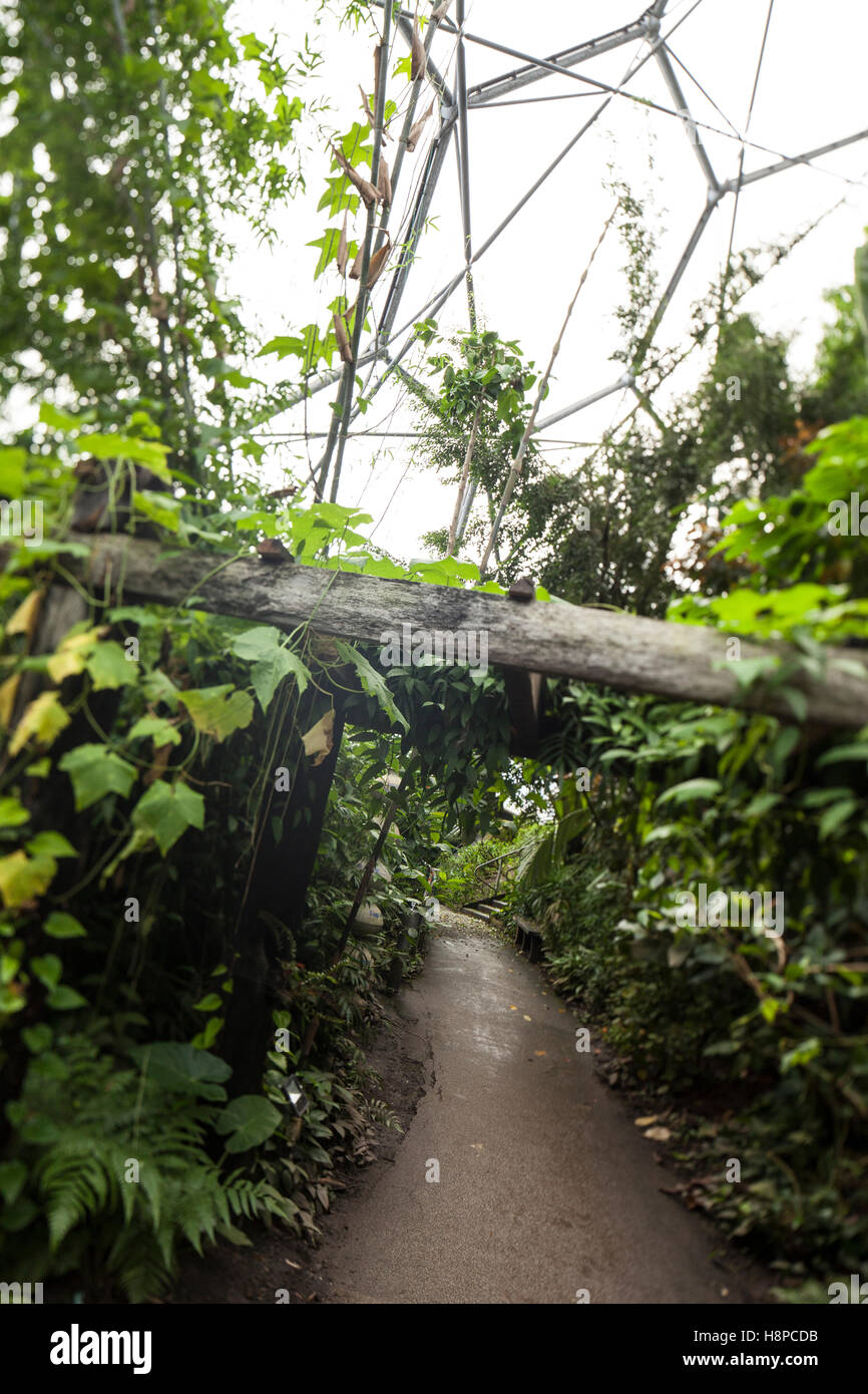 The Eden Project, Rainforest Biome Stock Photo - Alamy
