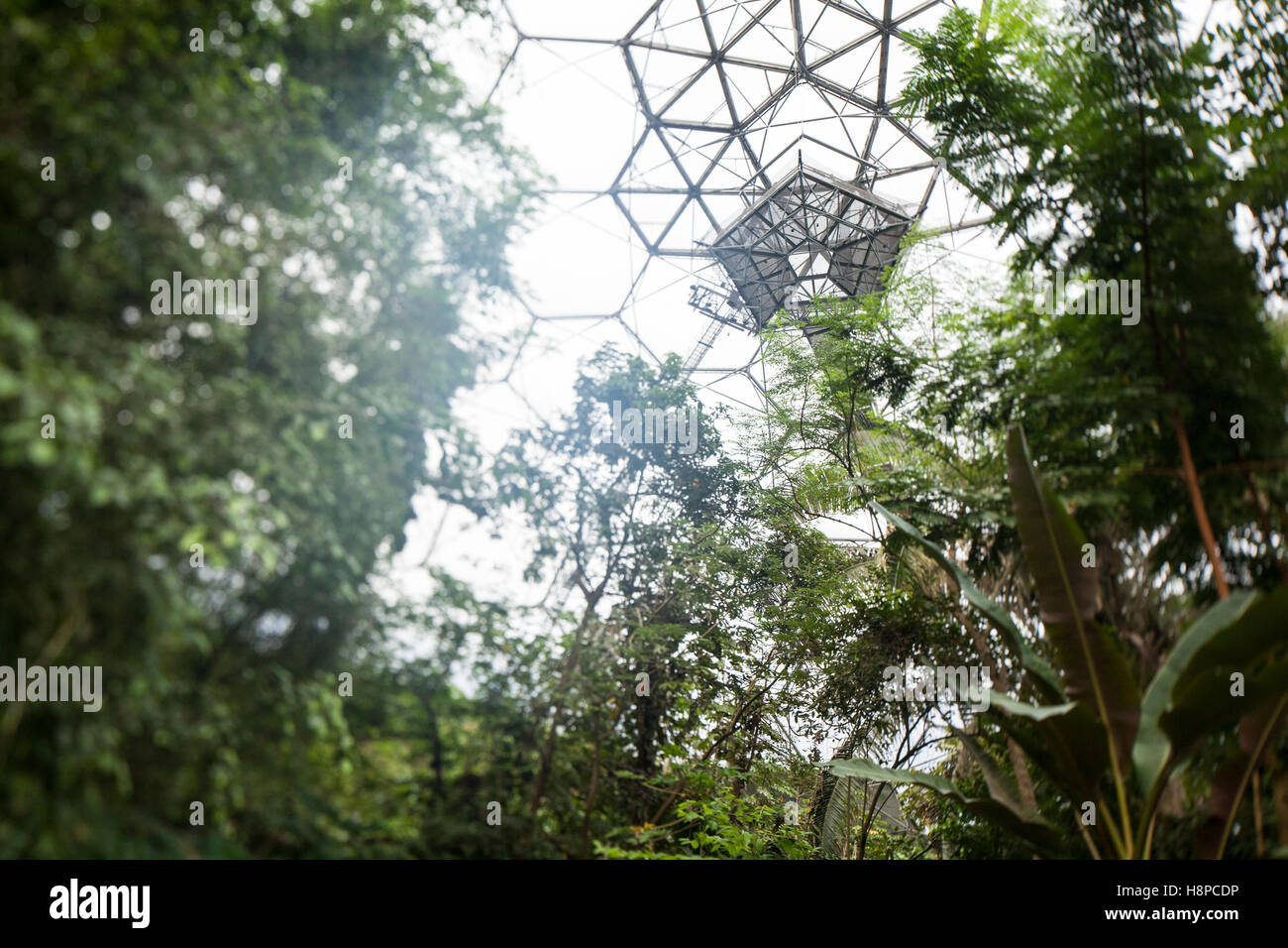 The Eden Project, Rainforest Biome Stock Photo - Alamy