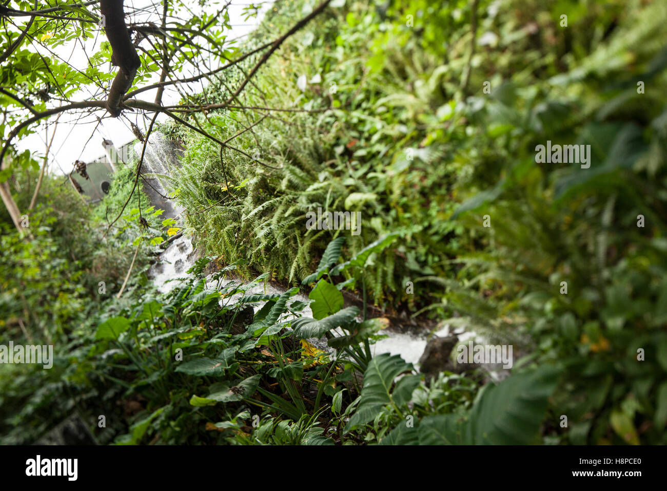 The Eden Project, Rainforest Biome Stock Photo - Alamy