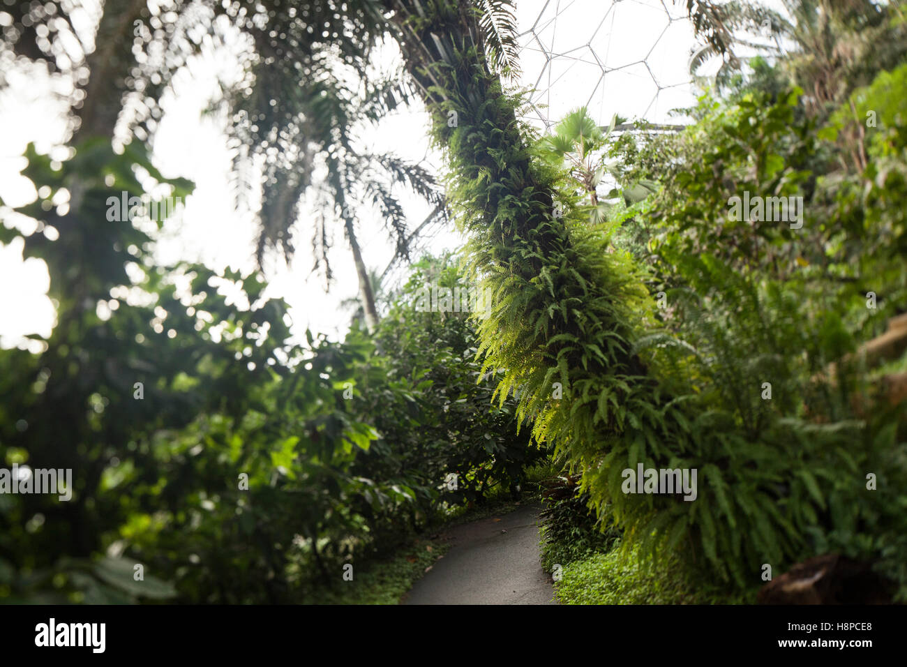 The Eden Project, Rainforest Biome Stock Photo - Alamy