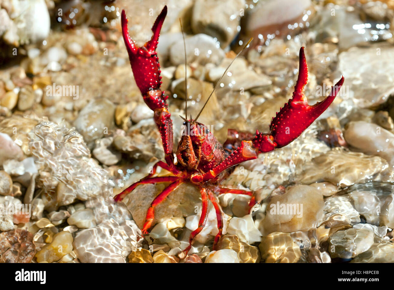 Wild crawfish hi-res stock photography and images - Alamy