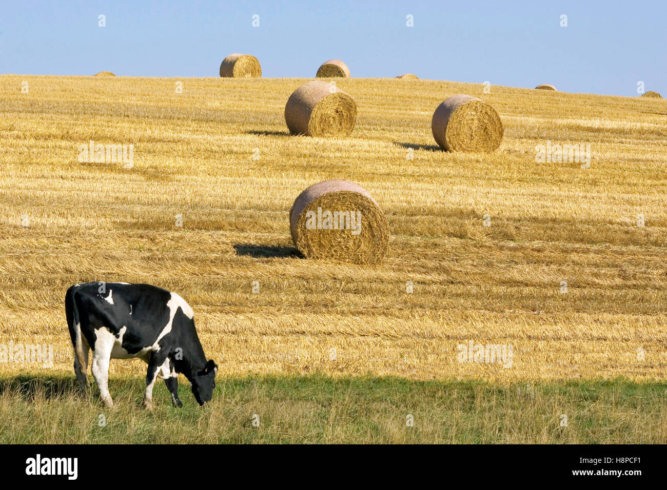 Cattle breeding: Holstein cow in a pen Stock Photo - Alamy