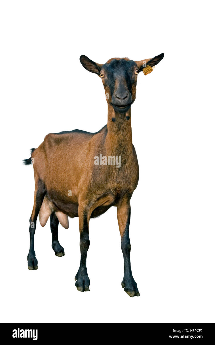 Female goats Cut Out Stock Images & Pictures - Alamy