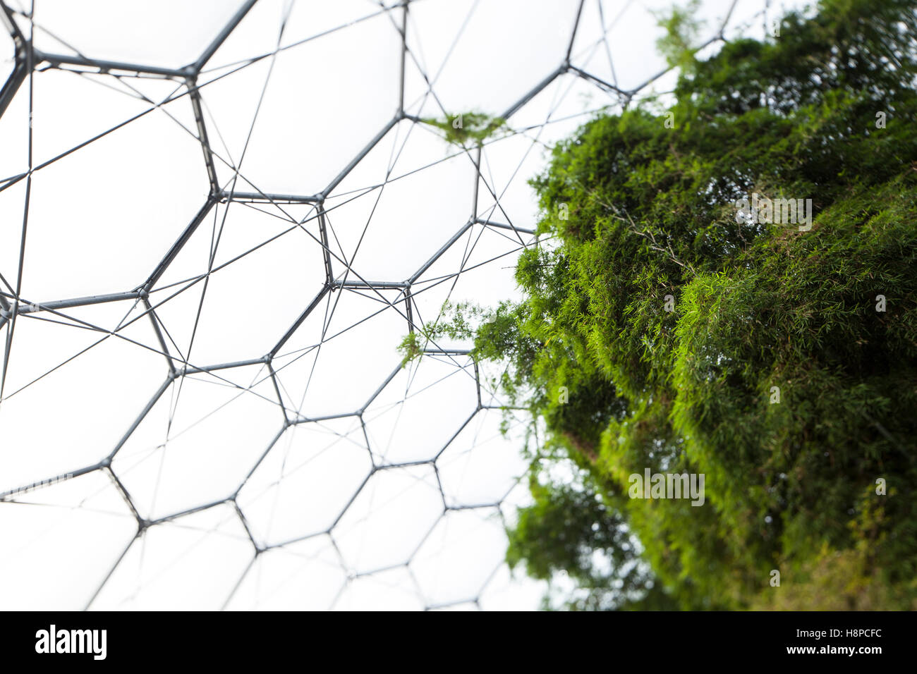 Eden Project Rainforest Biome Stock Photo - Alamy