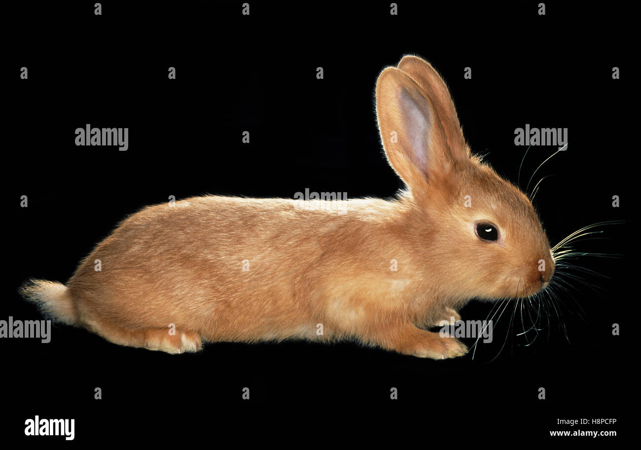 Young common rabbit Stock Photo - Alamy