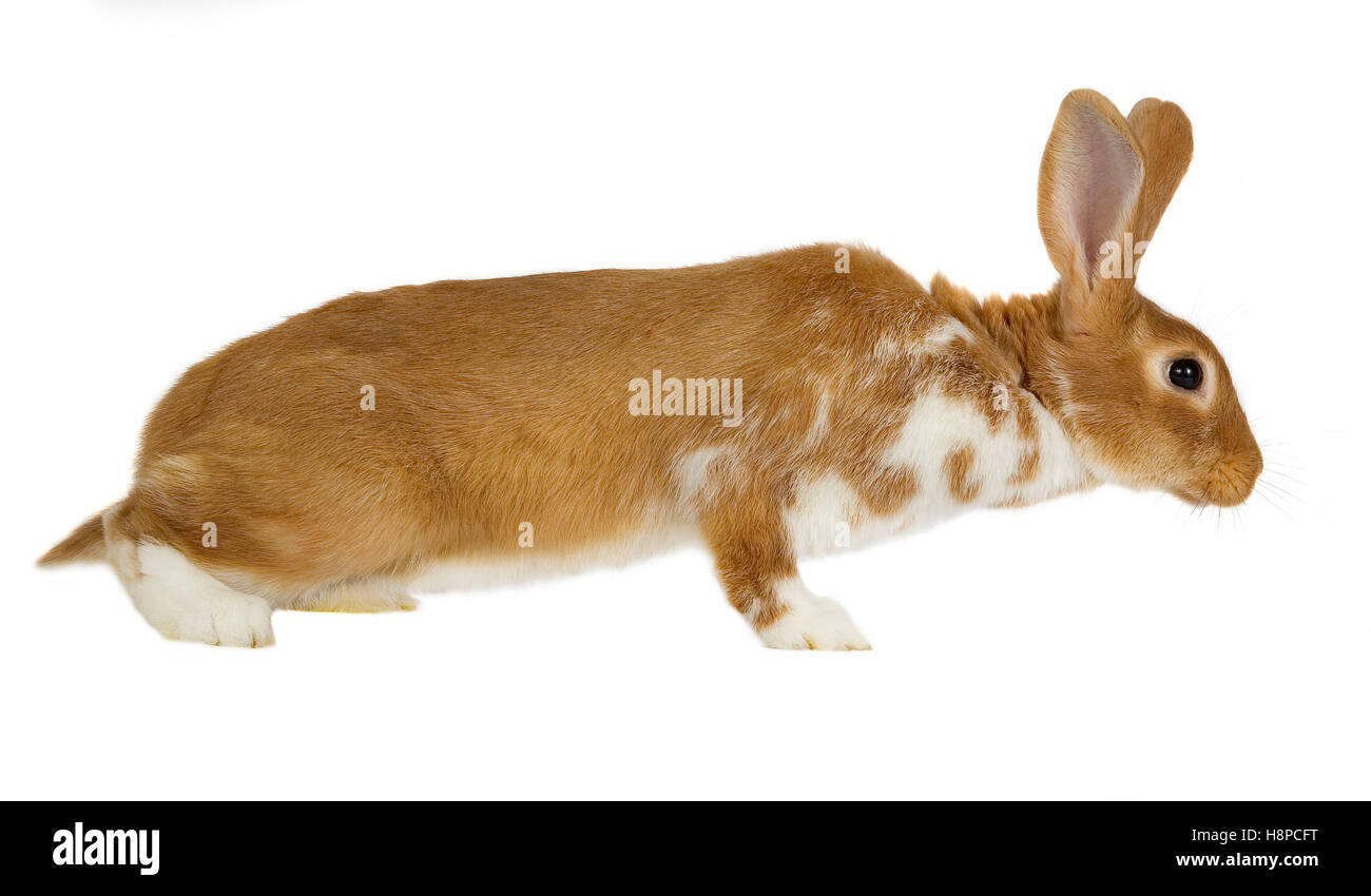 Rabbit Cut Out Stock Images & Pictures - Alamy