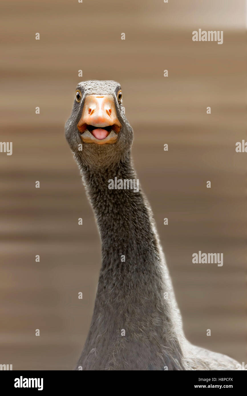 Geese pig goose hi-res stock photography and images - Alamy