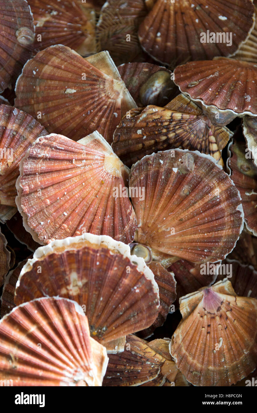 Scallops on a fish stall Stock Photo - Alamy